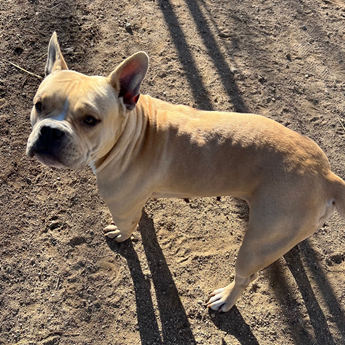 Frenchie - Puppy Area