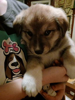 Introducing 6 weeks - Puppy Area