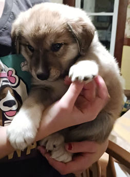 Introducing 6 weeks - Puppy Area