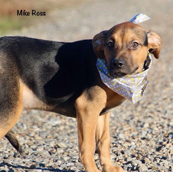 Mike Ross - Puppy Area