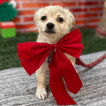 Pee-wee - Puppy Area