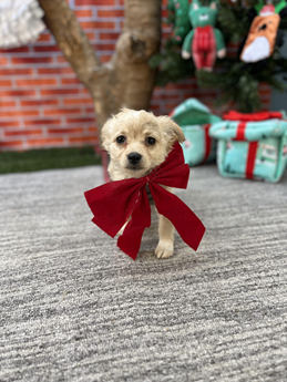 Pee-wee - Puppy Area