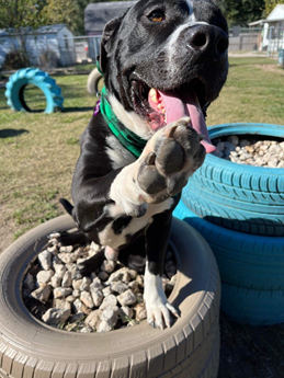 Pumpkin Ark the BIG Meatball - Puppy Area