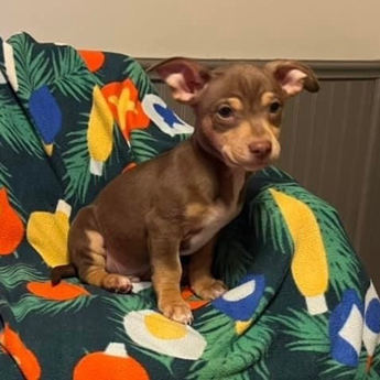 Rudolph - Puppy Area