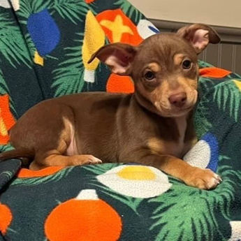 Rudolph - Puppy Area