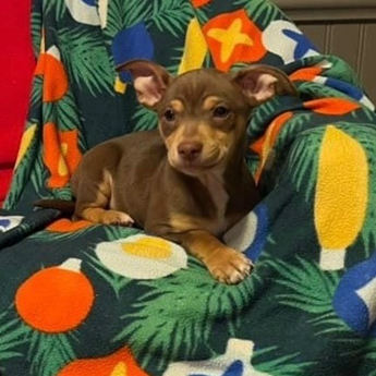 Rudolph - Puppy Area