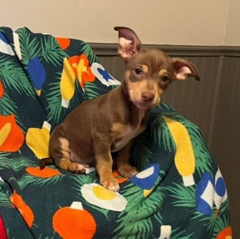 Rudolph - Puppy Area