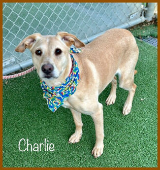 CHARLIE - Puppy Area