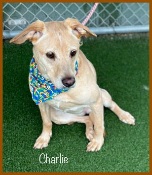 CHARLIE - Puppy Area