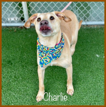 CHARLIE - Puppy Area