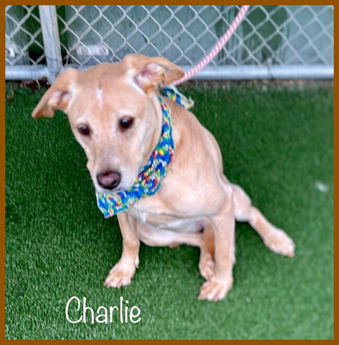 CHARLIE - Puppy Area