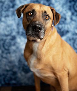 Charmander - Puppy Area