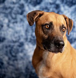 Charmander - Puppy Area