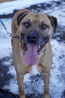 Charmander - Puppy Area