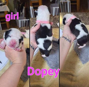 Dopey - Puppy Area