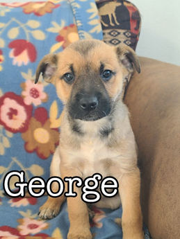 George - Puppy Area