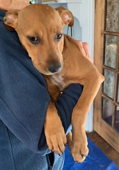 Junebug - Puppy Area