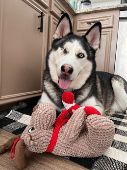 Lobo Bear - Puppy Area