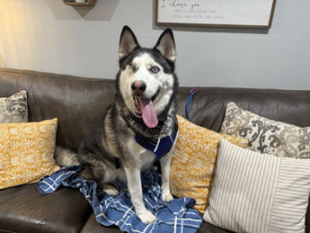 Lobo Bear - Puppy Area