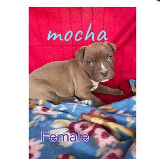 Mocha - Puppy Area