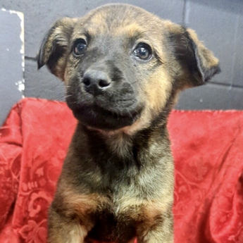 Omar & Osgood - Puppy Area