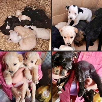 Omar & Osgood - Puppy Area