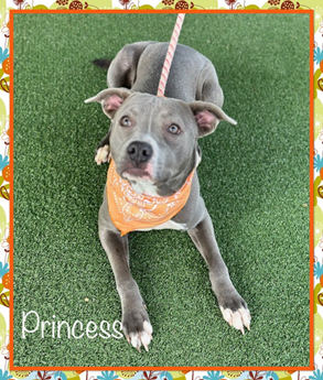 PRINCESS - Puppy Area