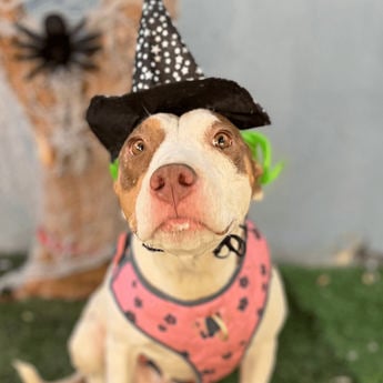 September - Puppy Area