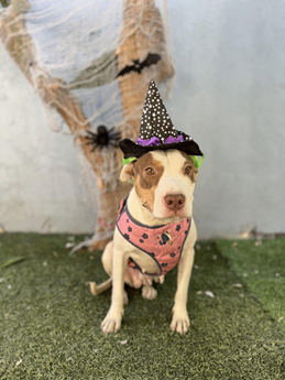 September - Puppy Area