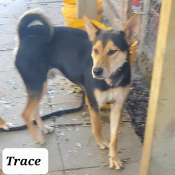 Trace - Puppy Area