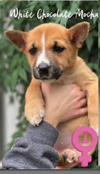 White Chocolate Mocha - Puppy Area