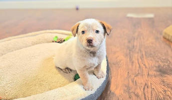 Charlie - Puppy Area