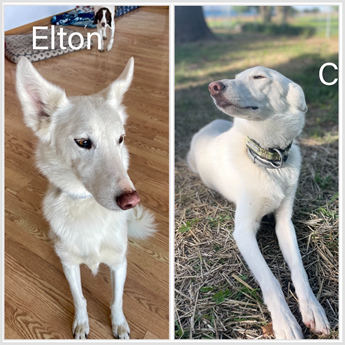 Elton and Carly (CP) - Puppy Area