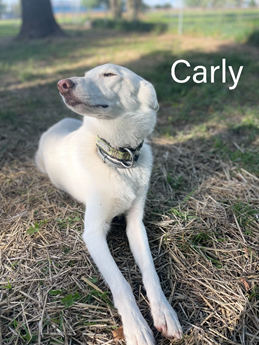 Elton and Carly (CP) - Puppy Area