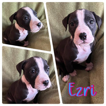 Ezri - Puppy Area