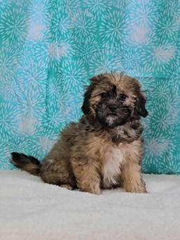 Java Chip - Puppy Area