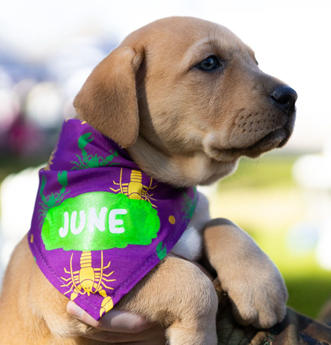 June - Puppy Area