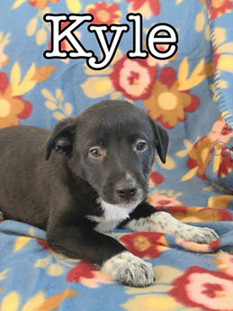 Kyle - Puppy Area