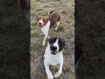 Marcy EM - Puppy Area