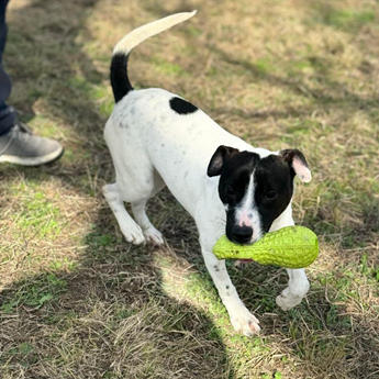 Marcy EM - Puppy Area