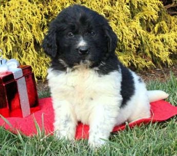 Matilda - Puppy Area