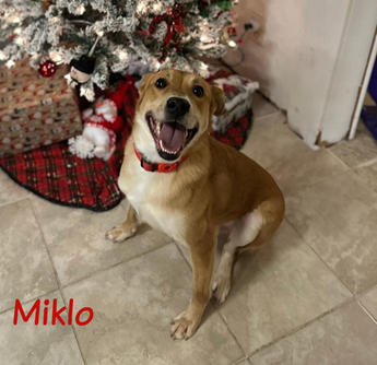 Miklo – Adopt or Foster to Adopt - Puppy Area