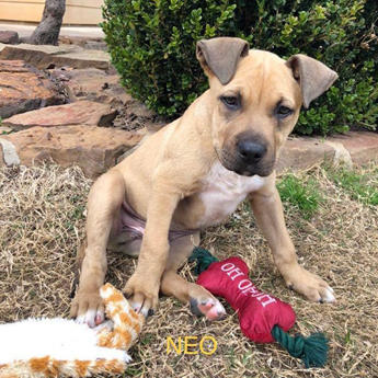 Neo - Puppy Area