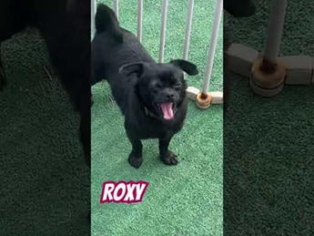 ROXY - Puppy Area