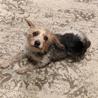 Scruffy - Puppy Area