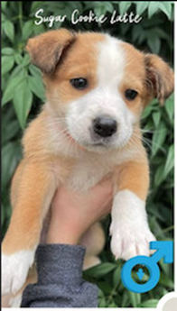 Sugar Cookie - Puppy Area