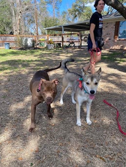 Alaska Sora Mini Husky Beauty - Puppy Area