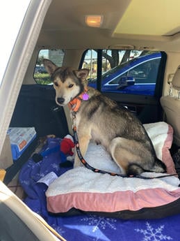 Alaska Sora Mini Husky Beauty - Puppy Area