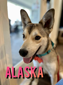 Alaska Sora Mini Husky Beauty - Puppy Area