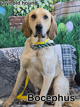 Bocephus - Puppy Area